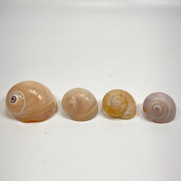 Accents | Shark Eye Seashells Moon Snails Beach Nautical Aquarium ...